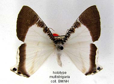 Papua Insects Foundation (Lepidoptera/Uraniidae/Uraniinae/Cyphura ...